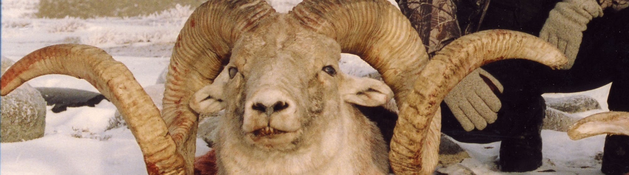 Argali Sheep Hunting with Sergei Shushunov